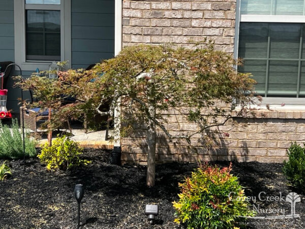 Pruned Japanese Maple with Flood Light - Caney Creek Nursery